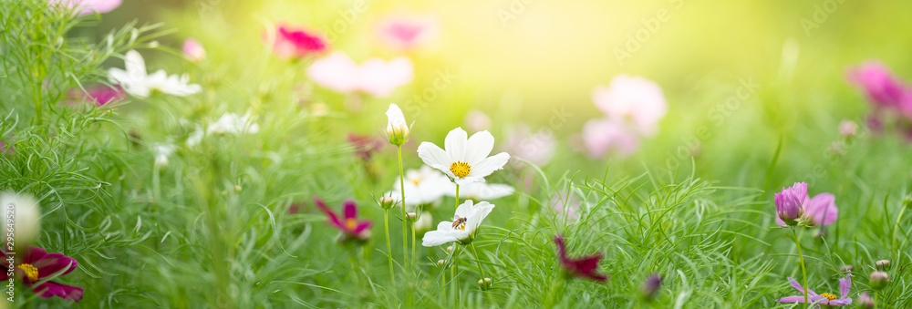 Nature of flower in garden using as cover page background natural flora ...