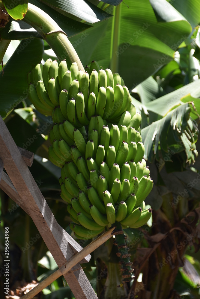 Foto de Régime de bananes do Stock | Adobe Stock