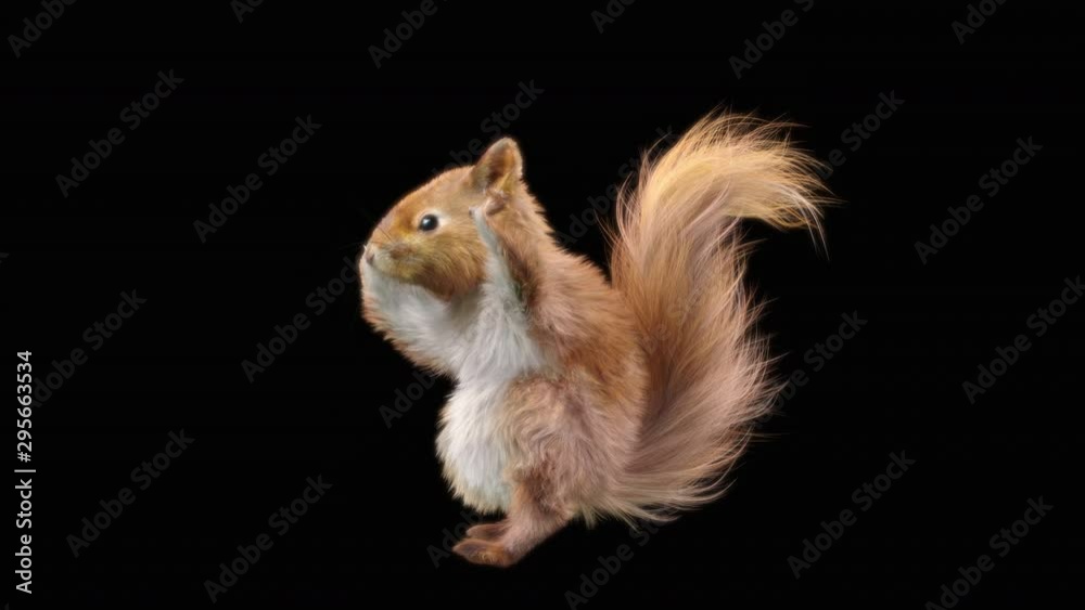 Squirrel, dance, 3d, rendering, animal, realistic, Animation, Loop ...