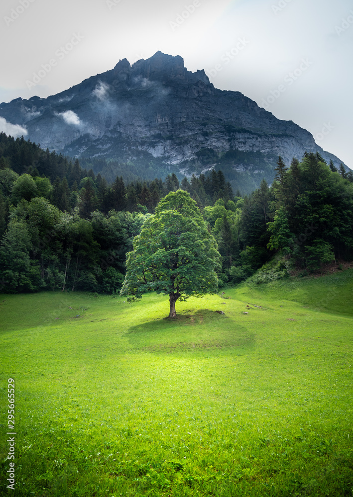 a tree stand alone outstanding from others with big mountain behind ...