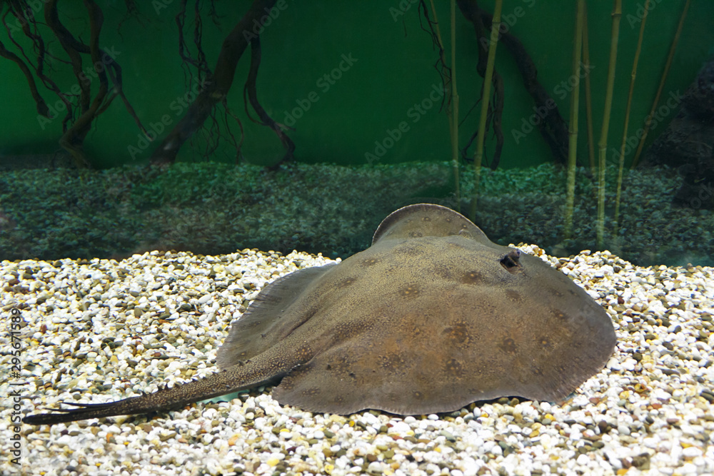 Ocellate river stingray (Potamotrygon motoro), also known as the Black ...