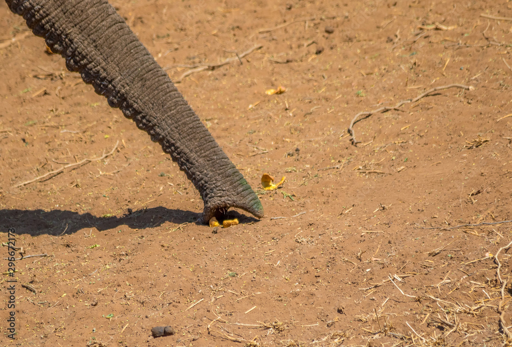 The trunk of an African elephant isolated picking up seed pods from dry ...