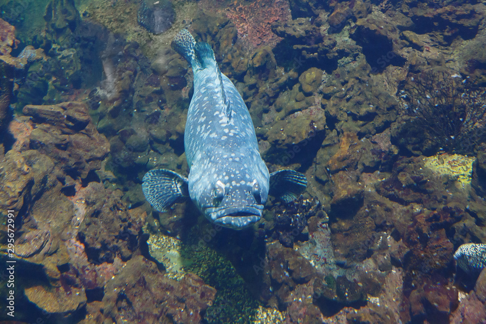 Atlantic goliath grouper or itajara (Epinephelus itajara), also known ...