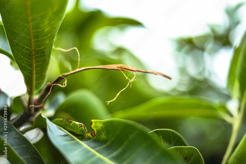 Green background of mango leaf. Stock Photo | Adobe Stock