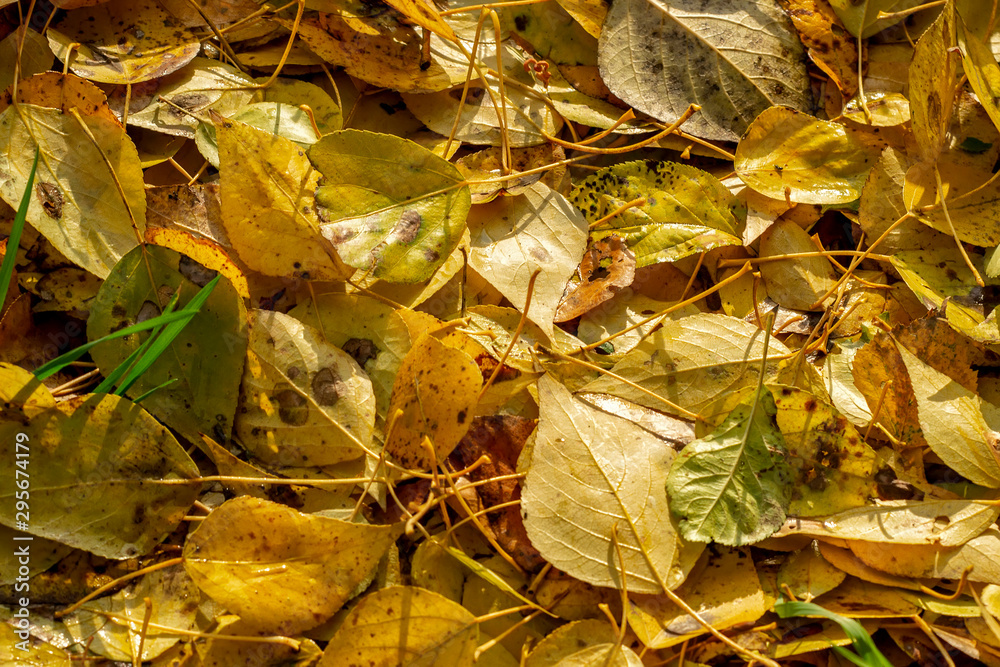 Texture of fallen leaves of different tree species on the ground. Stock ...