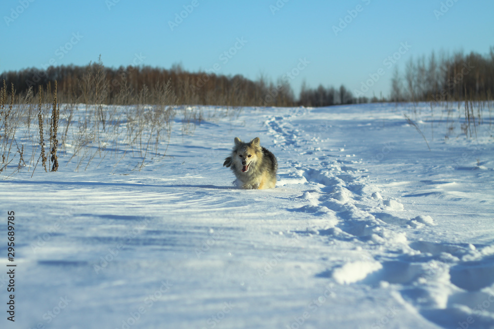 Beautiful pretty pet in a park in a forest in winter after a snowfall ...