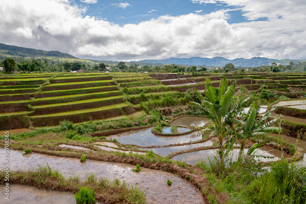 Rice fields/sawah in the neighbourhood of Ruteng, Flores, IDN Stock ...