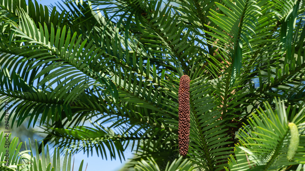 Close-up of wonderful leaves of Wollemi Pine - Ancient Wollemia nobilis ...