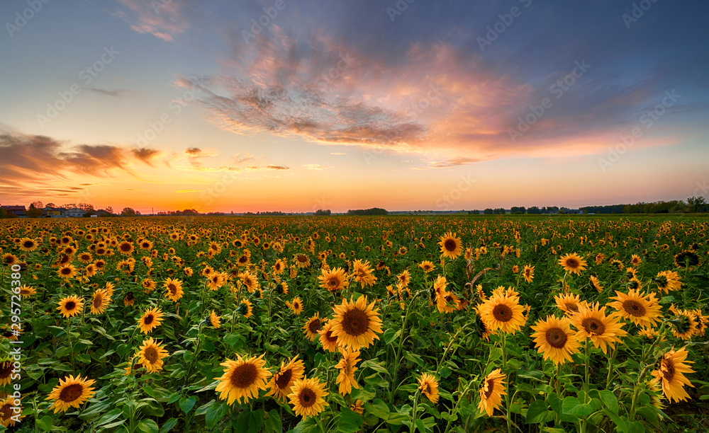 Beautiful sunset over sunflower field Stock Photo | Adobe Stock