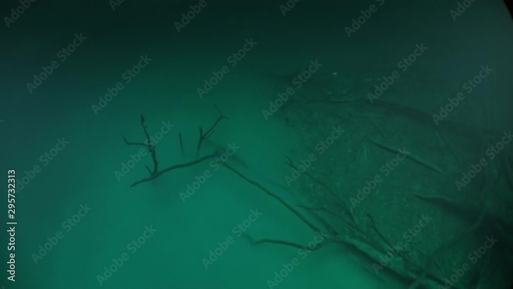 Halocline chemocline and sudden change of water salinity and tree roots ...