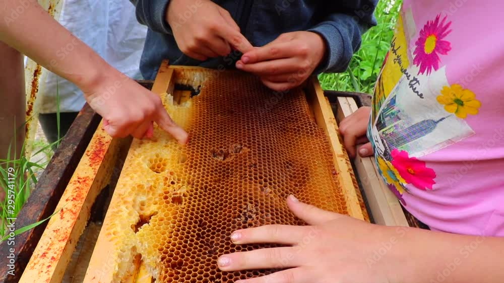 Team of children discovering alveoli from hive’s frame filled with ...