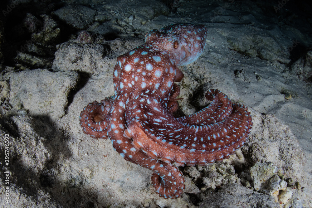 A colorful Starry night octopus, Callistoctopus luteus, searches for ...