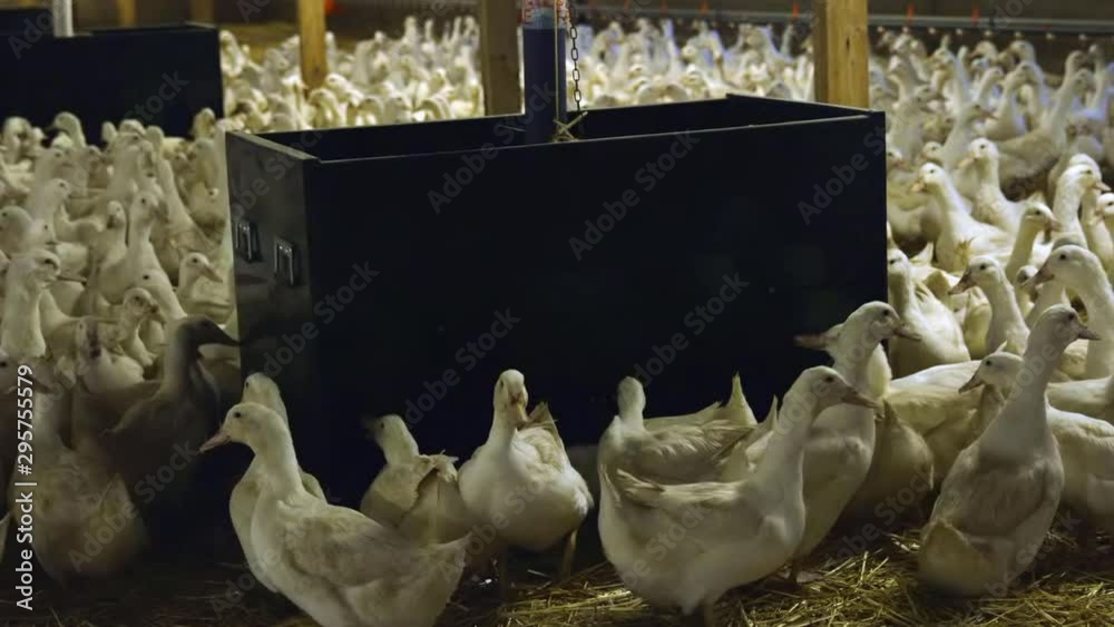 Zoom out to show breeder layer ducks by food troughs in indoor farm ...
