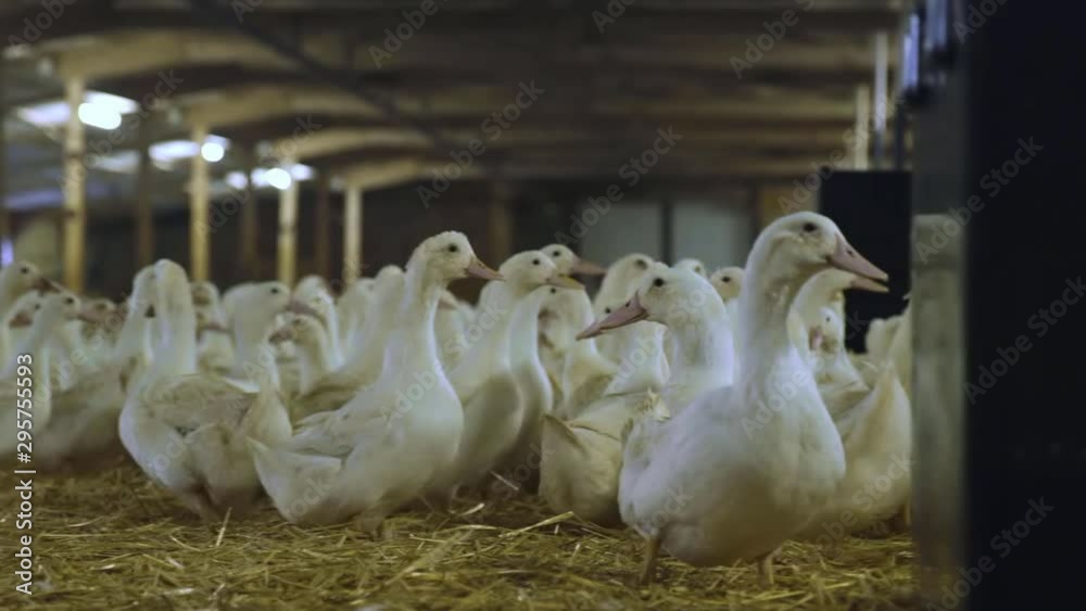 Low angle of white breeder layer ducks by large feed bin in indoor farm ...