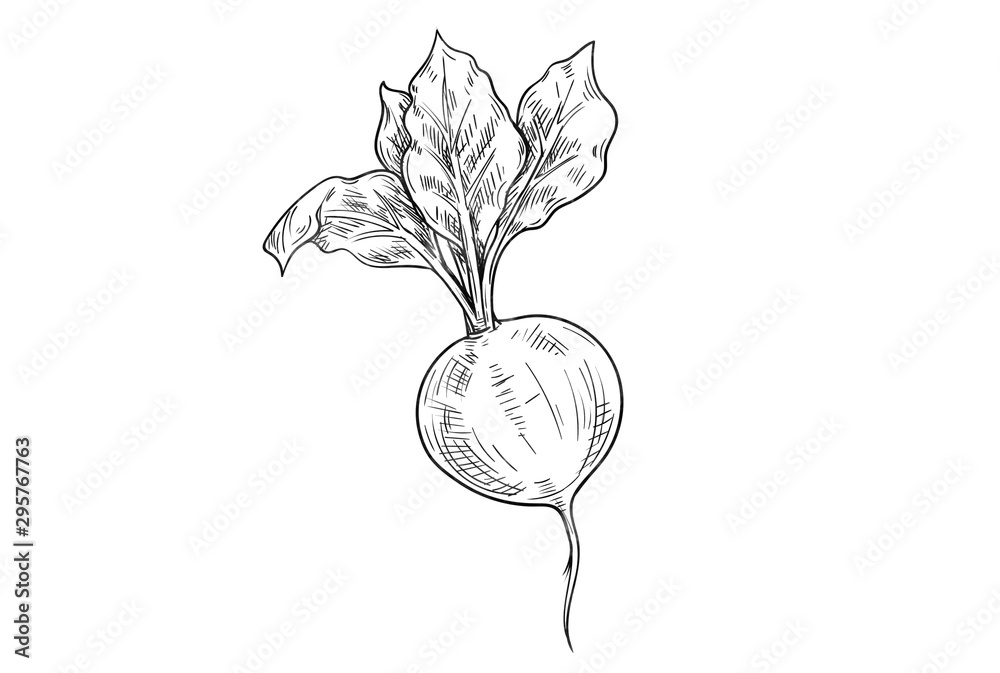 Abstract beet drawing isolated on white background Stock Illustration ...