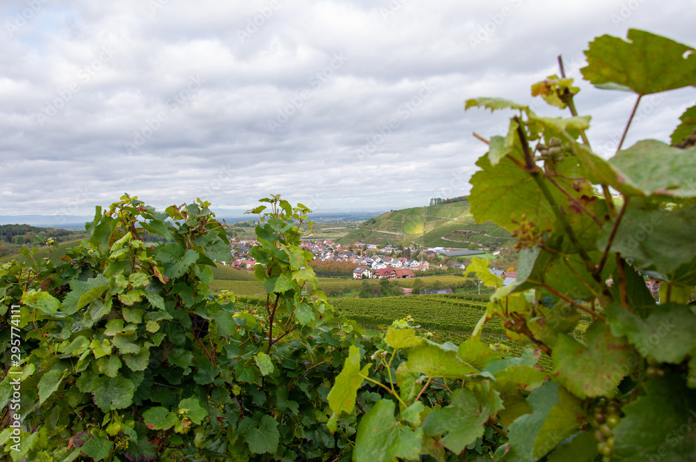 Weinberge im Herbst Stock Photo | Adobe Stock