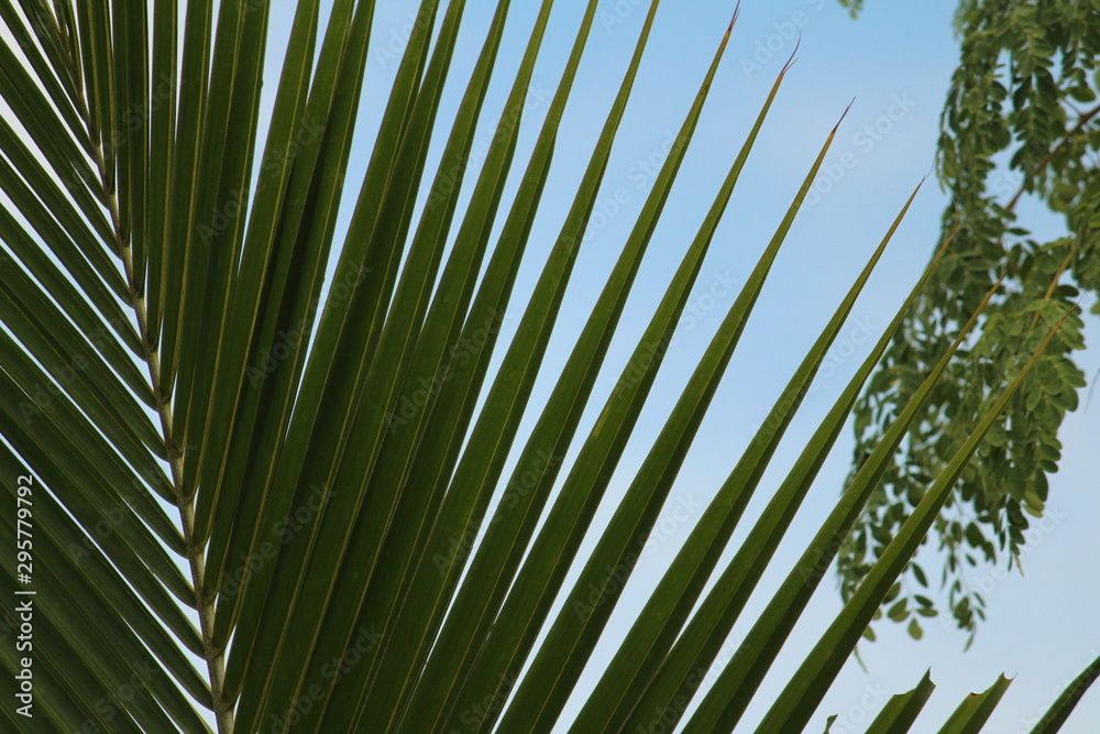 Green coconut tree leaves / pinnate leaves or coconut fond with white ...