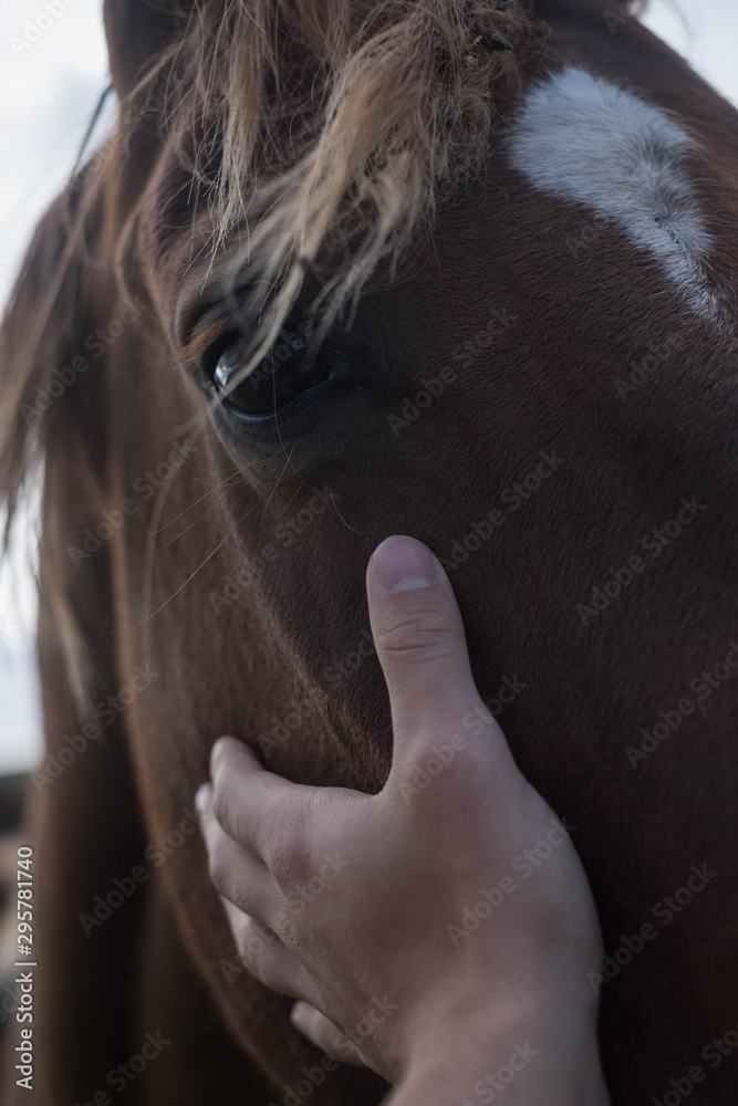 Horses and humans. portrait of horse. man touches a horse head. Touch ...