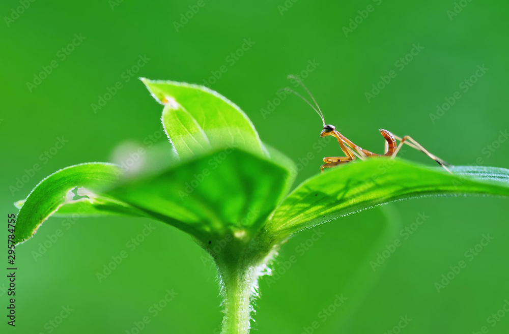 praying mantis Stock Photo | Adobe Stock