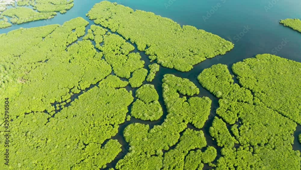 Mangroves with rivers in the Philippines. Tropical landscape with ...