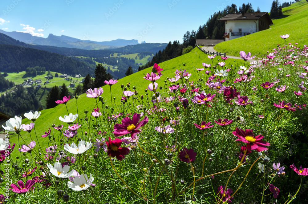 Bergblumen Val Gardena Dolomiten Blüten Wiese Panorama Weide Selva ...