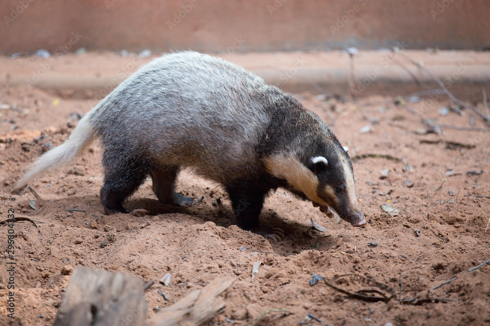 hog badger,arctonyx collaris ภาพถ่ายสต็อก | Adobe Stock