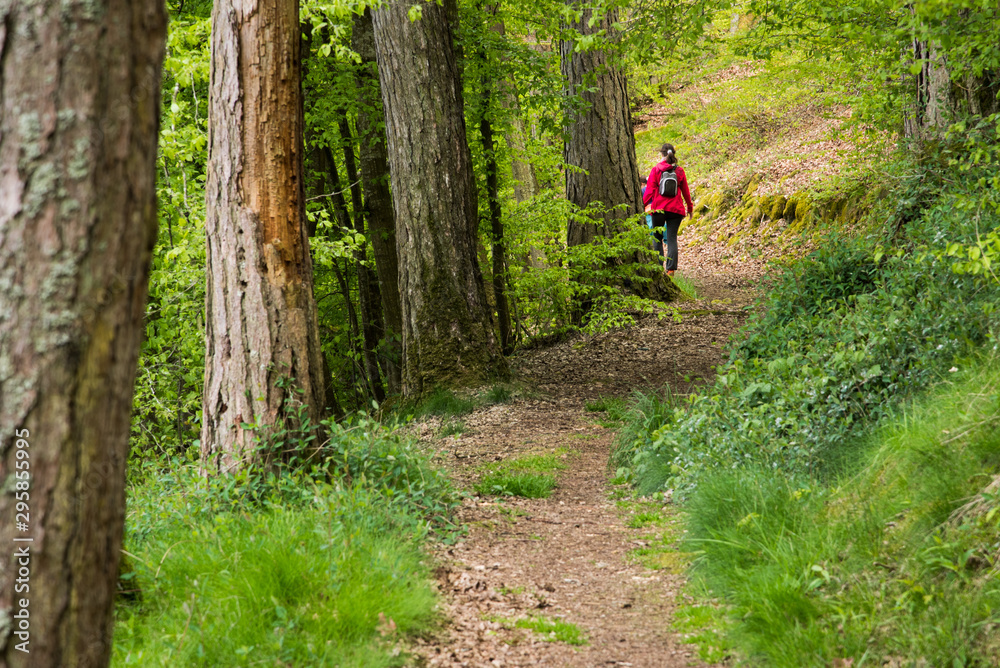 Stockfoto med beskrivningen Un randonneur dans une forêt. Une personne ...
