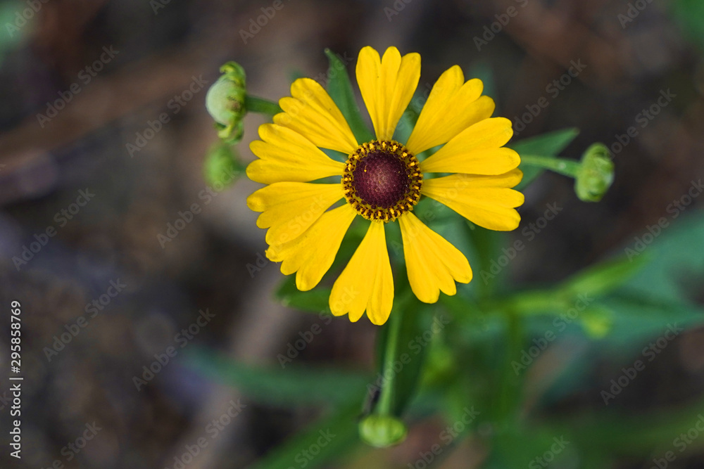 Tiny Five Petal Yellow Flower | Best Flower Site