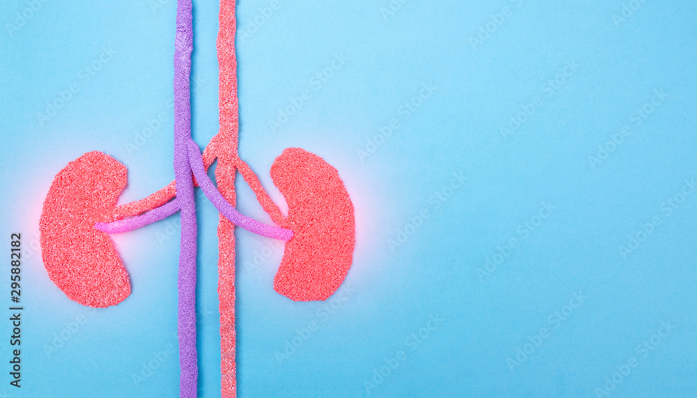 Human kidneys on a blue background. Human kidney disease concept ...