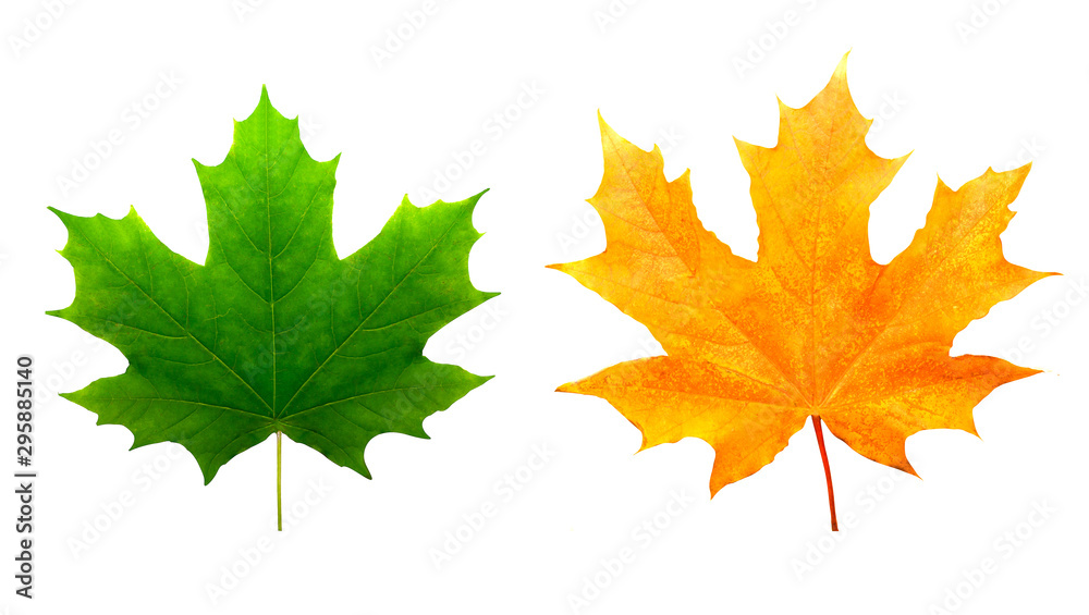 two maple colored leaves. isolated on white Stock Photo | Adobe Stock