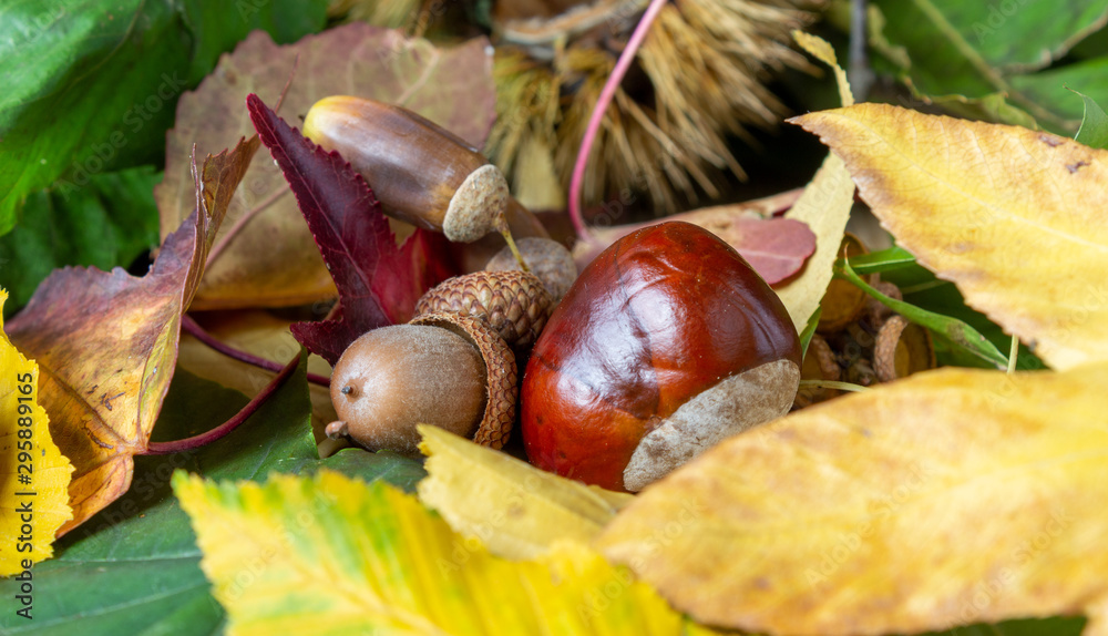 frutti autunnali del bosco, ghiande, castagne, marroni, foglie su ...
