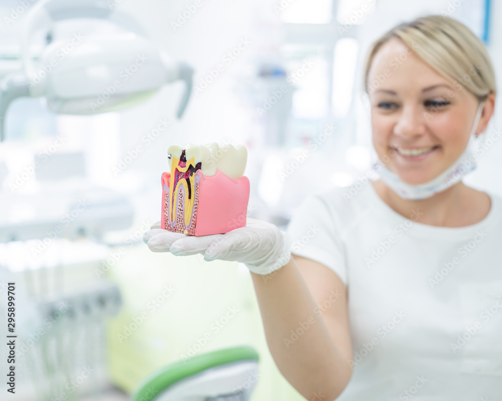 Anatomy of a dental model concept of a dentist cross section for ...