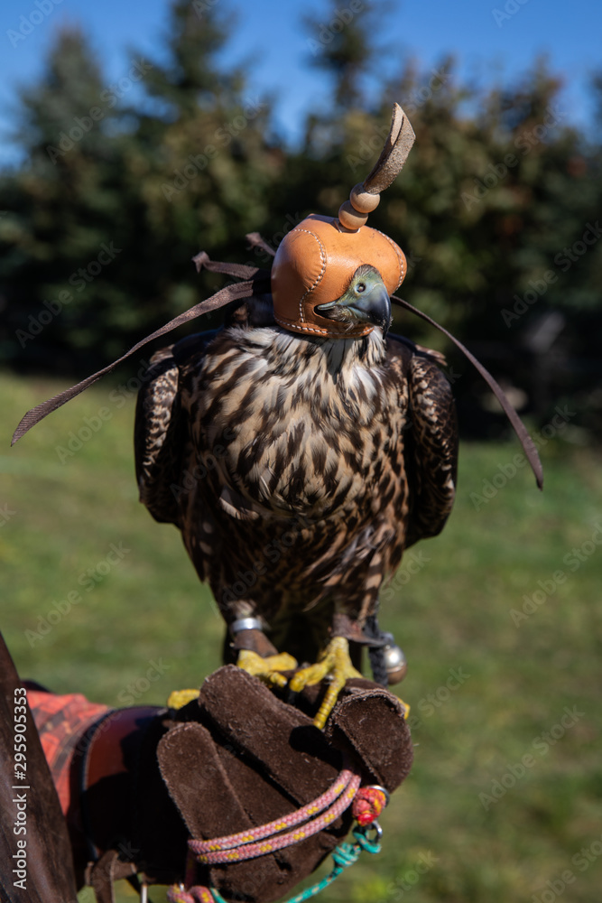 Peregrine Falcon Mask