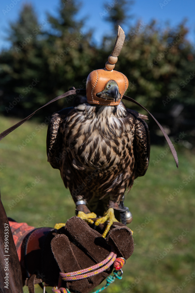 Hunting falcon with leather hood. Beautiful trained Peregrine falcon ...