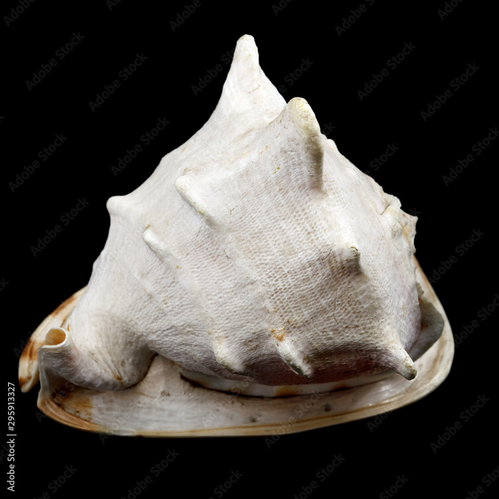 Large Sea Shells
