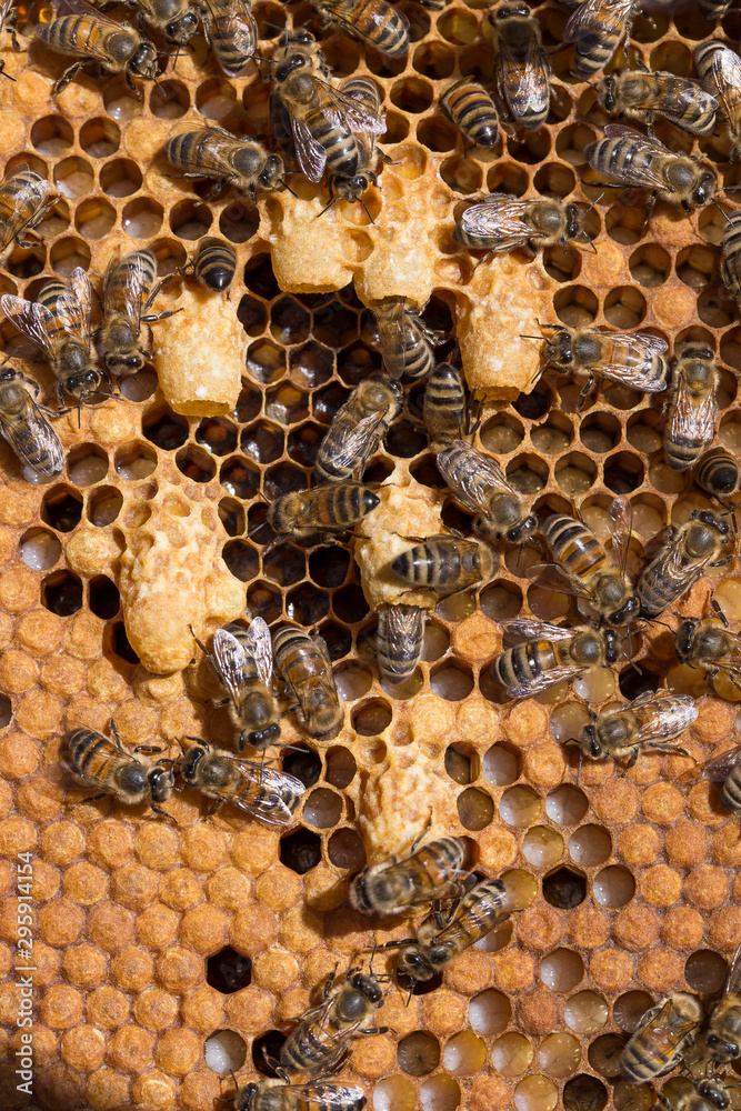 Bees work near the larva of the Queen Bee. Royal jelly in queen cell ...