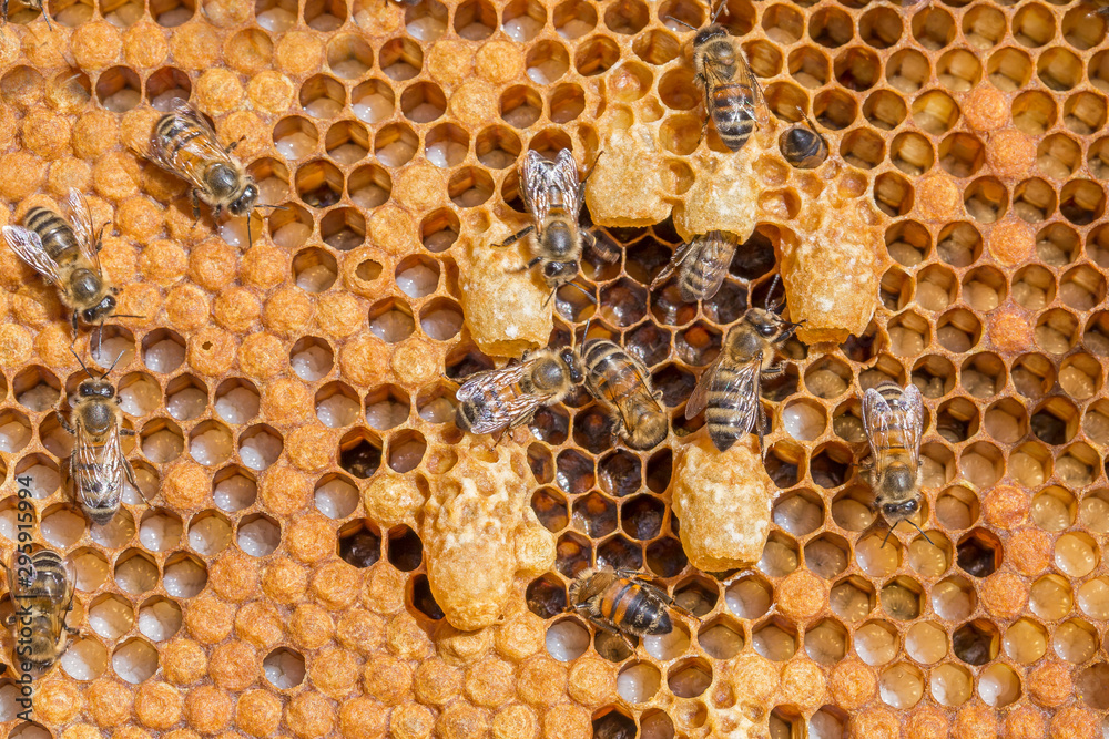 Bees work near the larva of the Queen Bee. Royal jelly in queen cell ...