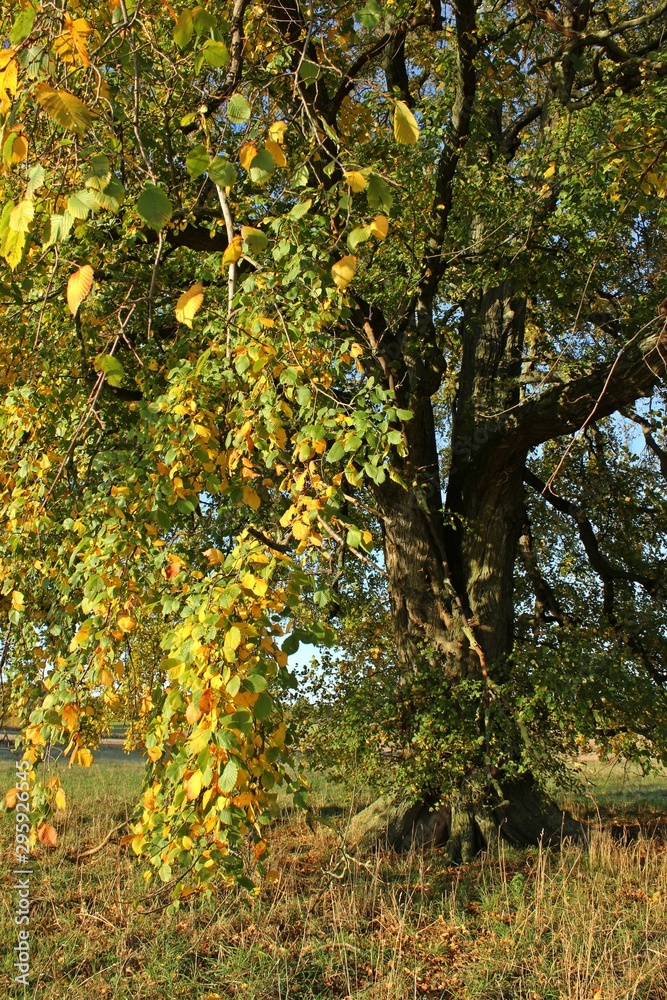 120 Jahre alte Flatterulme (Ulmus laevis) im Herbst Photos | Adobe Stock