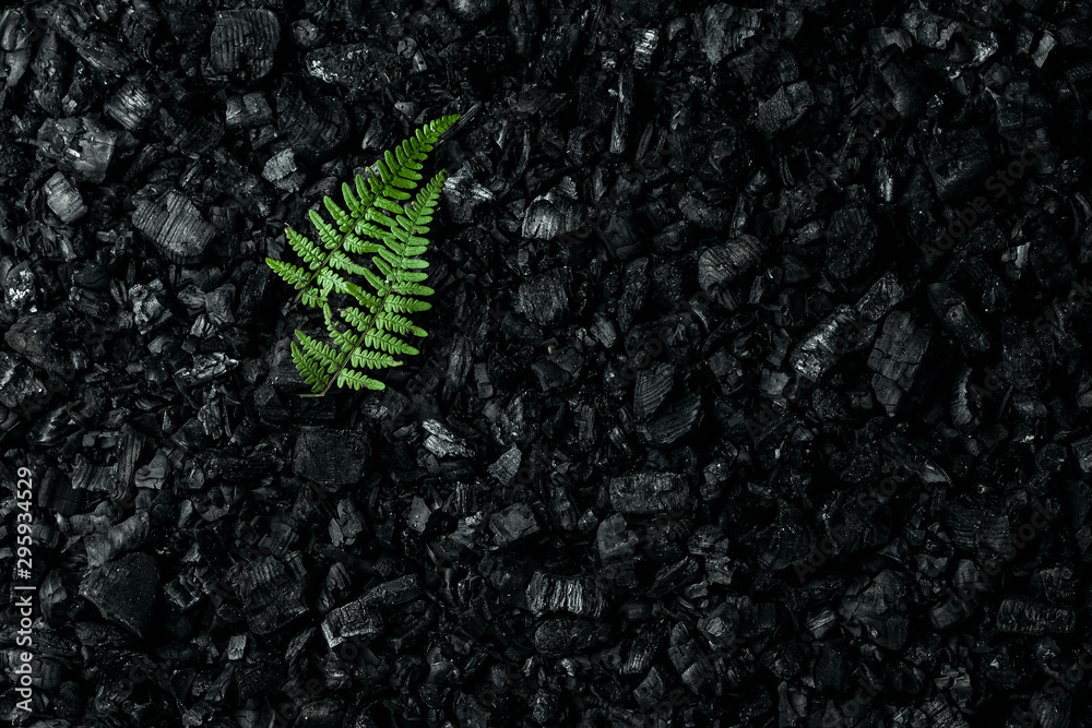 Nature concept, Frame of green twigs and leaves on a dark coal ...
