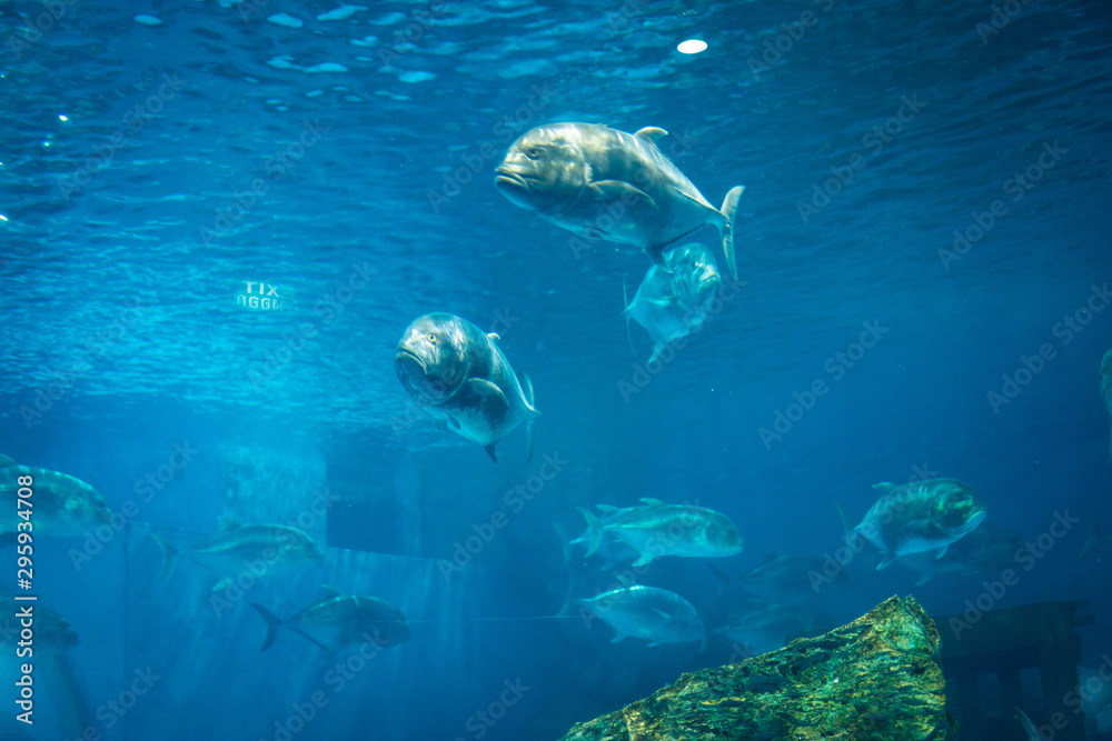 Amazing coral reef aquarium moment wall mural wallpaper | Muraledesign.com