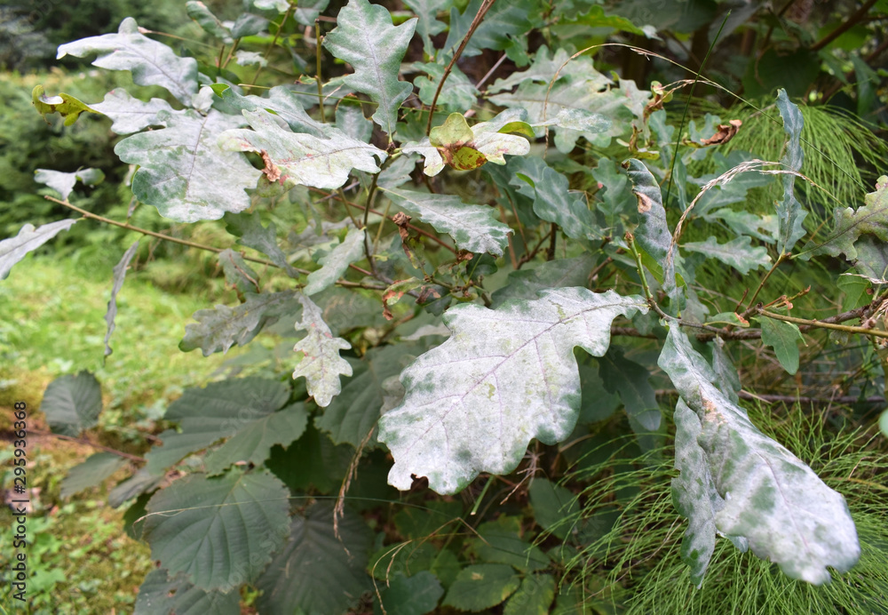 Powdery mildew disease on oak tree caused by Erysiphe alphitoides ...