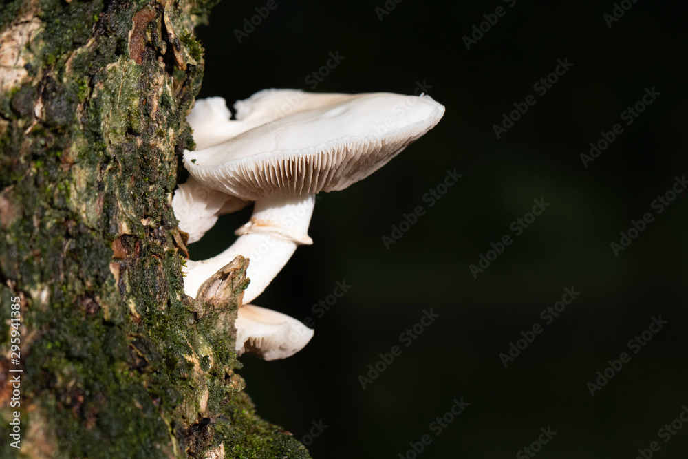 Foto de Cyclocybe aegerita, spontaneous edible mushroom grown on the ...