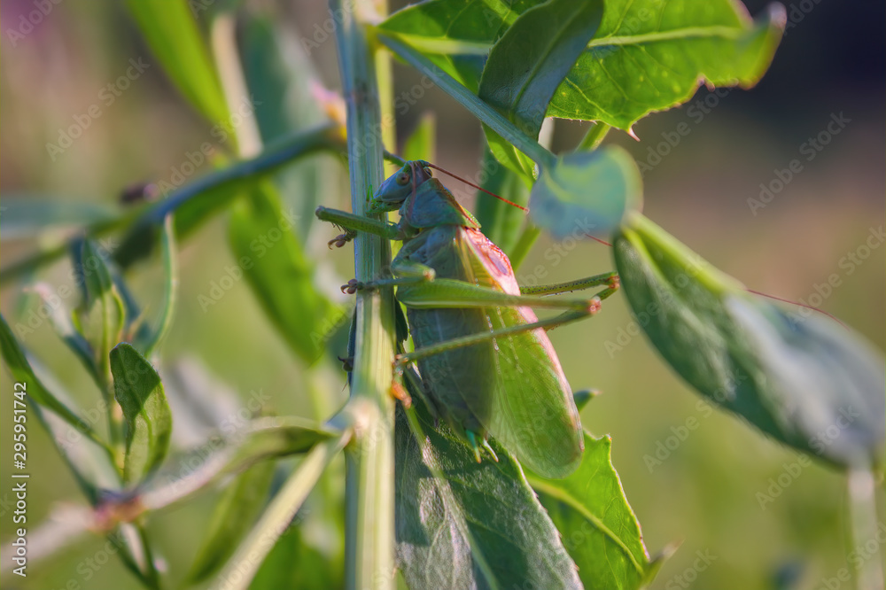 Grasshopper green, or grasshopper ordinary - a type of insects from the ...