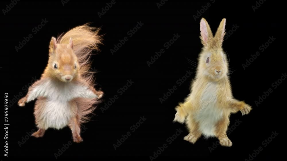 squirrel rabbit Dance CG fur 3d rendering animal realistic CGI VFX ...