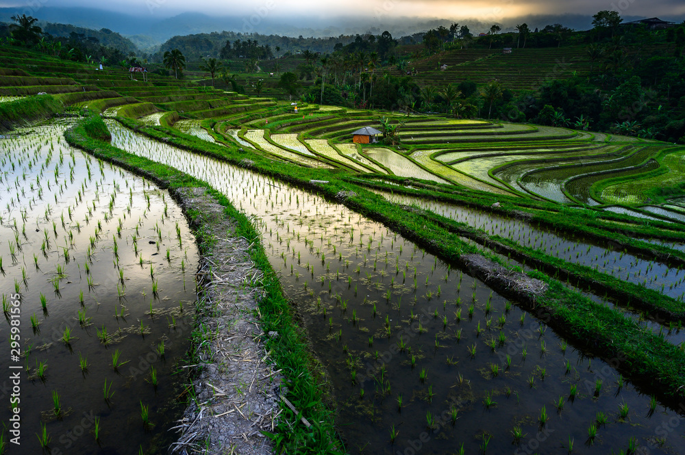 Jatiluwih rice terraces, Beautiful rice fields steps, Destination is ...