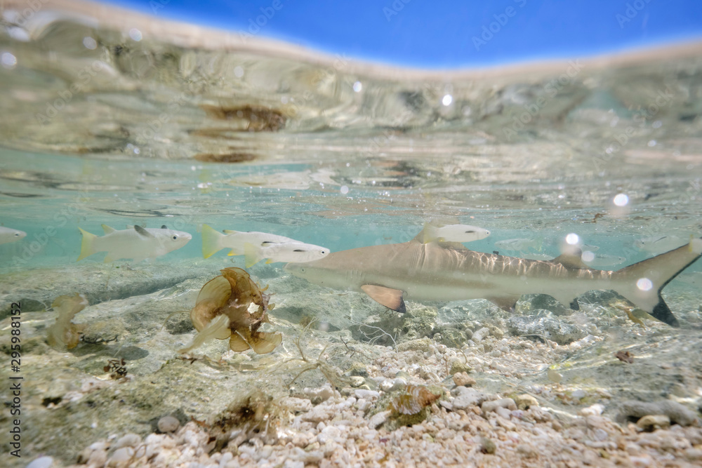 Juvenile baby blacktip reef shark swimming in shallow coral reef water ...