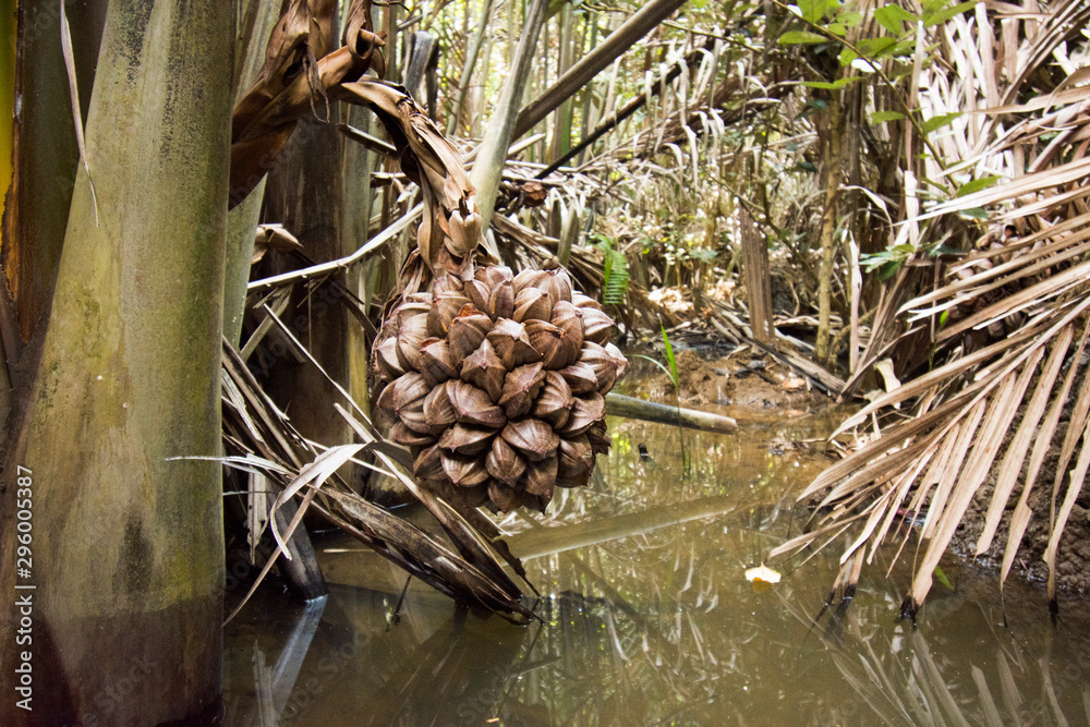 Nypa fruticans Wurmb (Mangrove Palm, Nipa Palm, Nypa Palm) on tree in ...