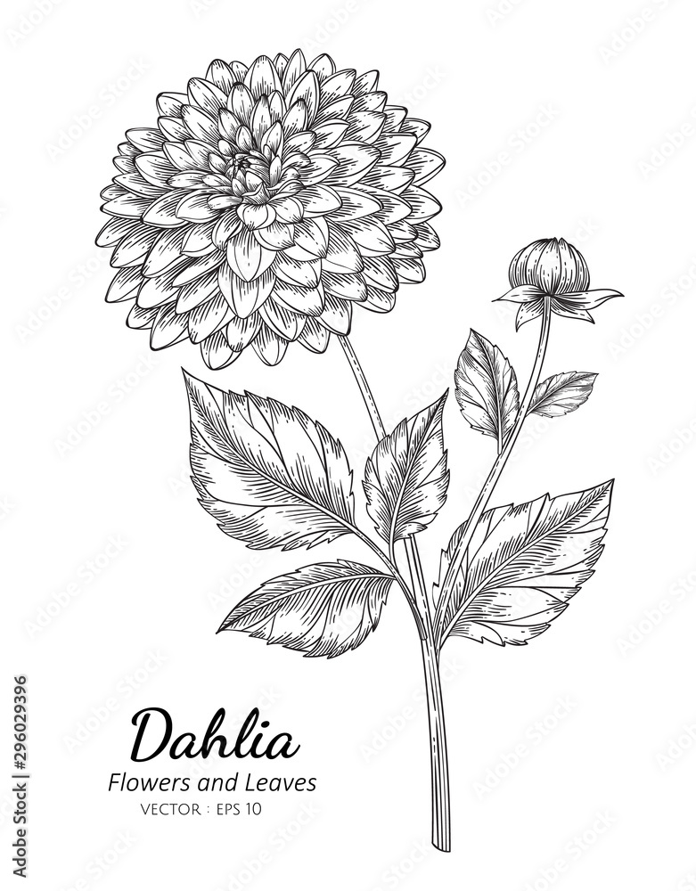 Dahlia flower drawing illustration with line art on white backgrounds ...