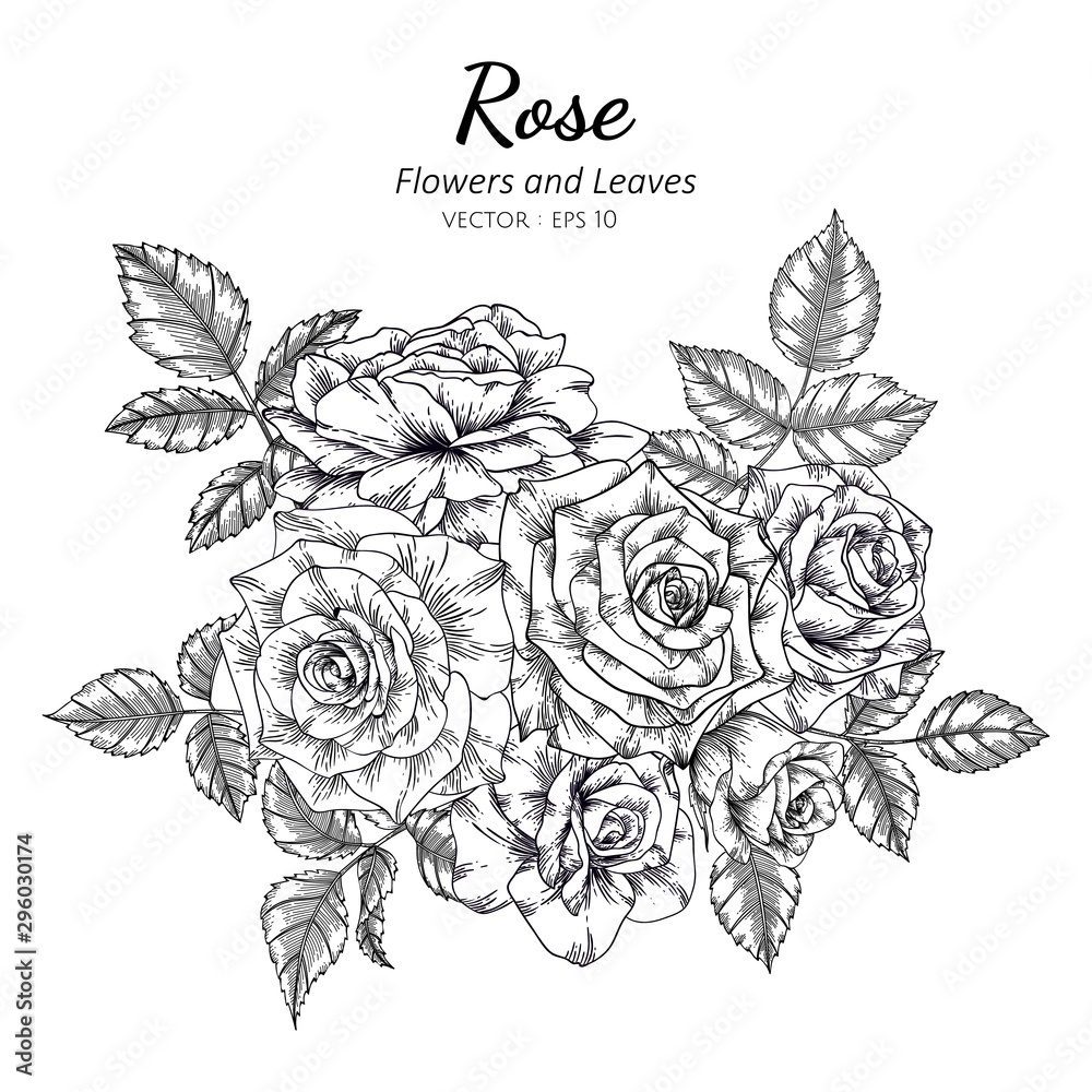 Set of rose flower and leaf drawing illustration on white backgrounds ...