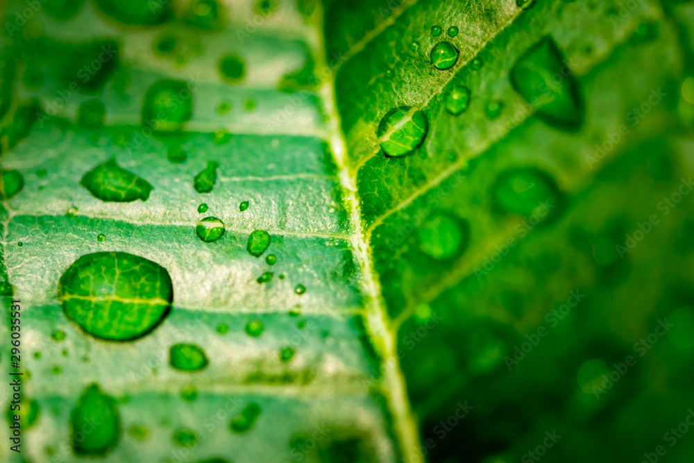 Water dew drops on green leaf in morning day light nature texture for ...